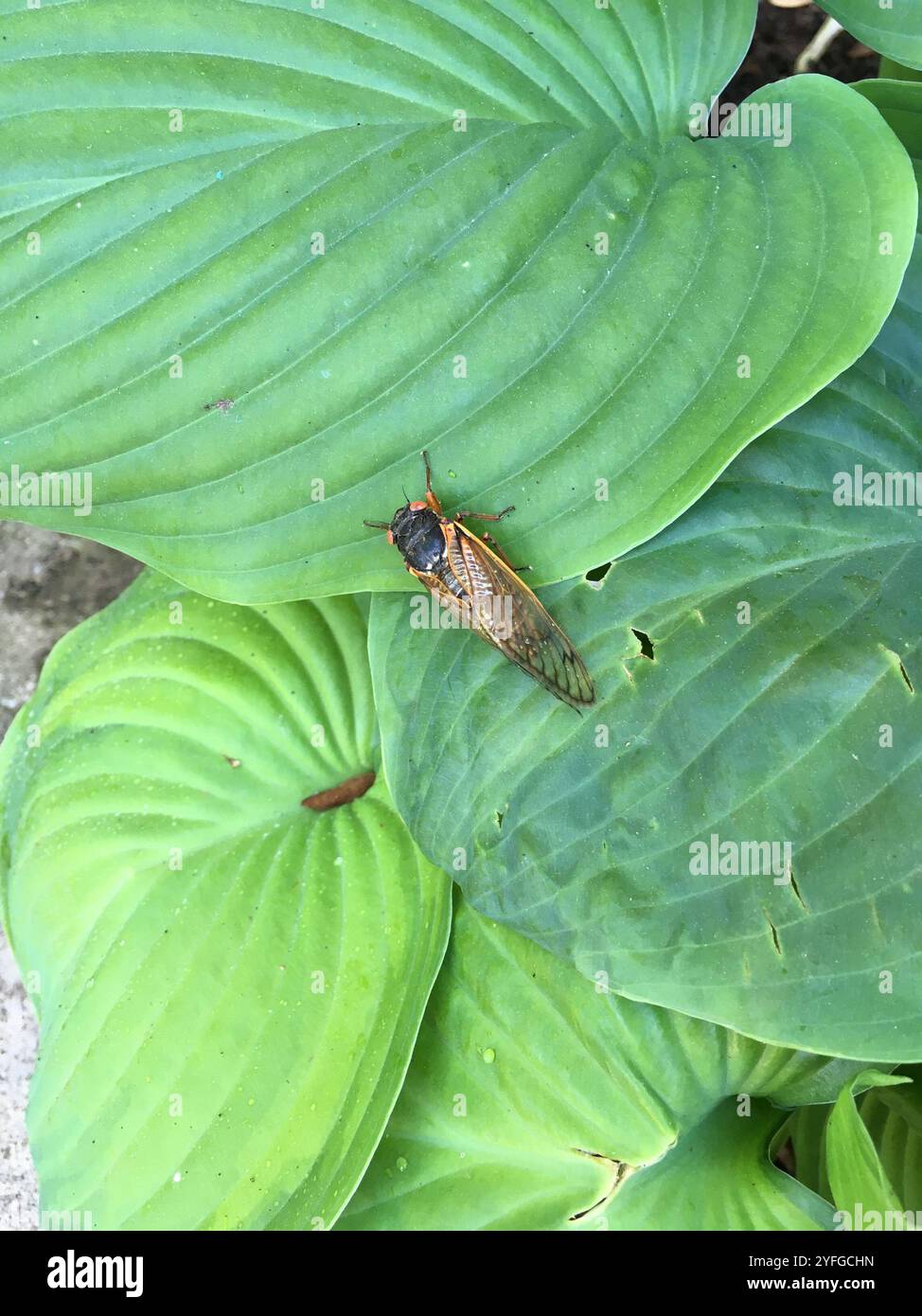 Periodical Cicadas (Magicicada Stock Photo - Alamy