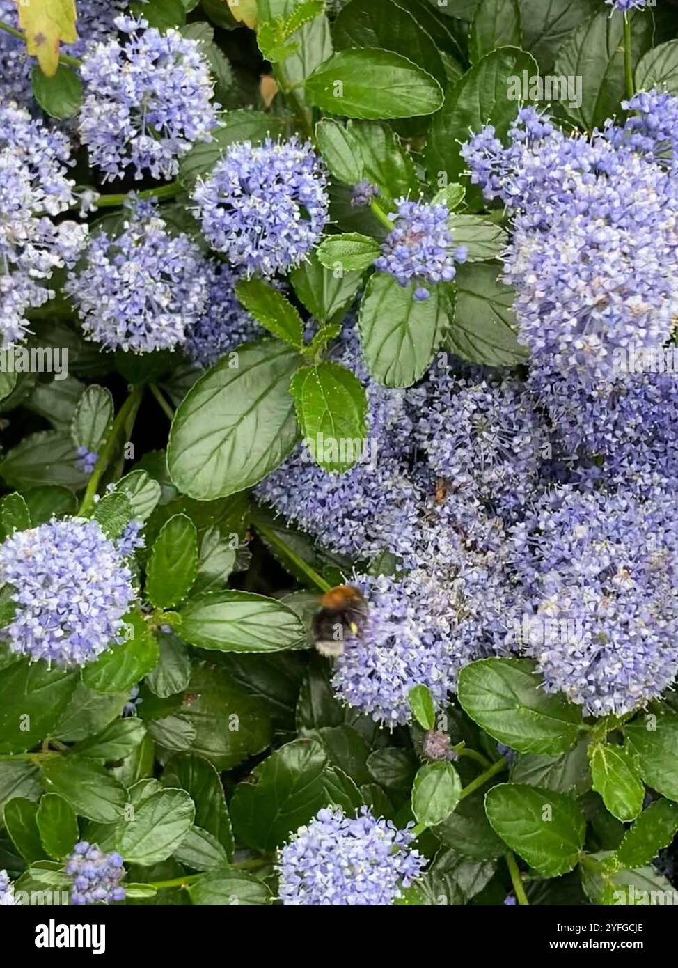 Tree Bumble Bee (Bombus hypnorum Stock Photo - Alamy