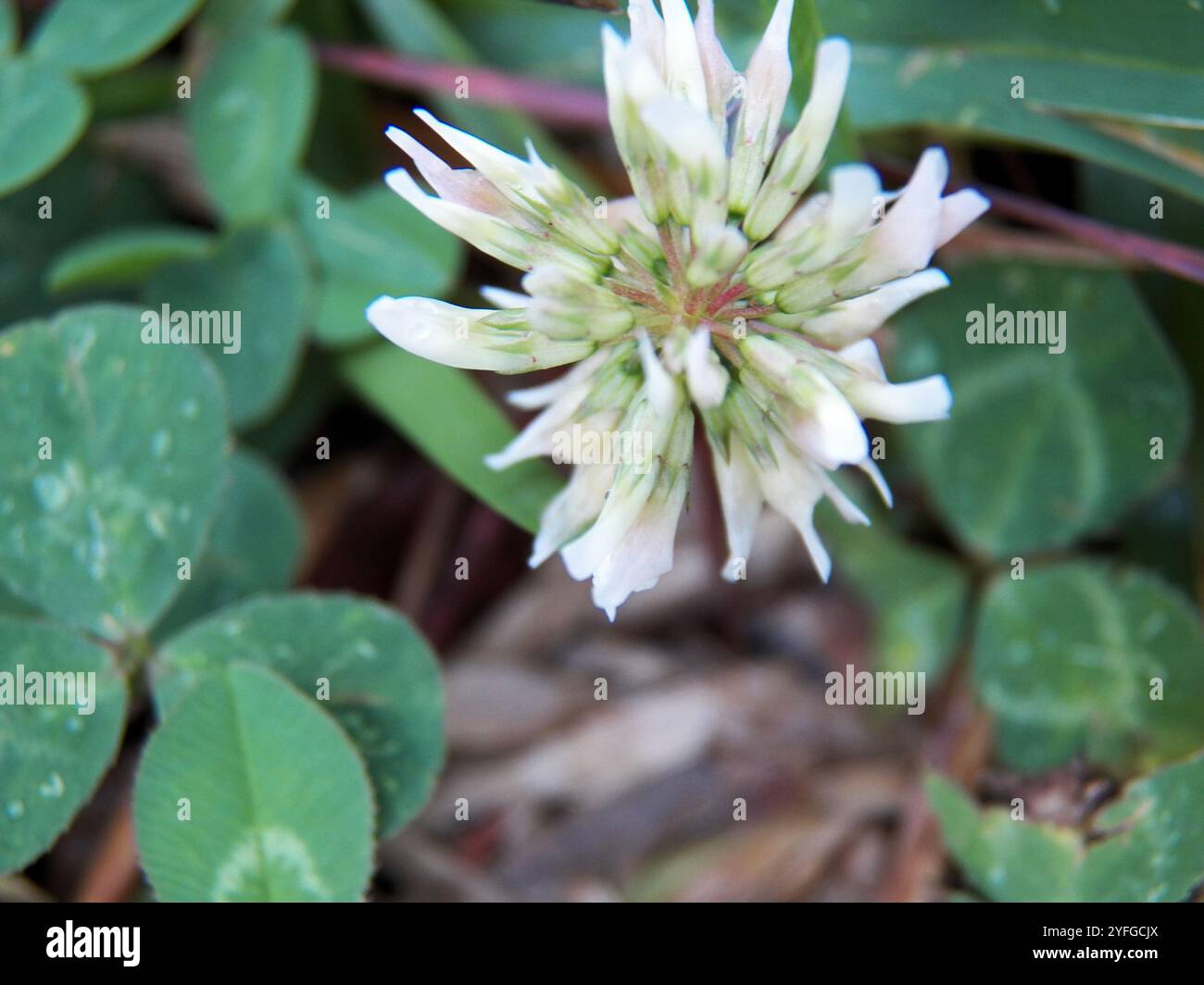 white clover (Trifolium repens Stock Photo - Alamy