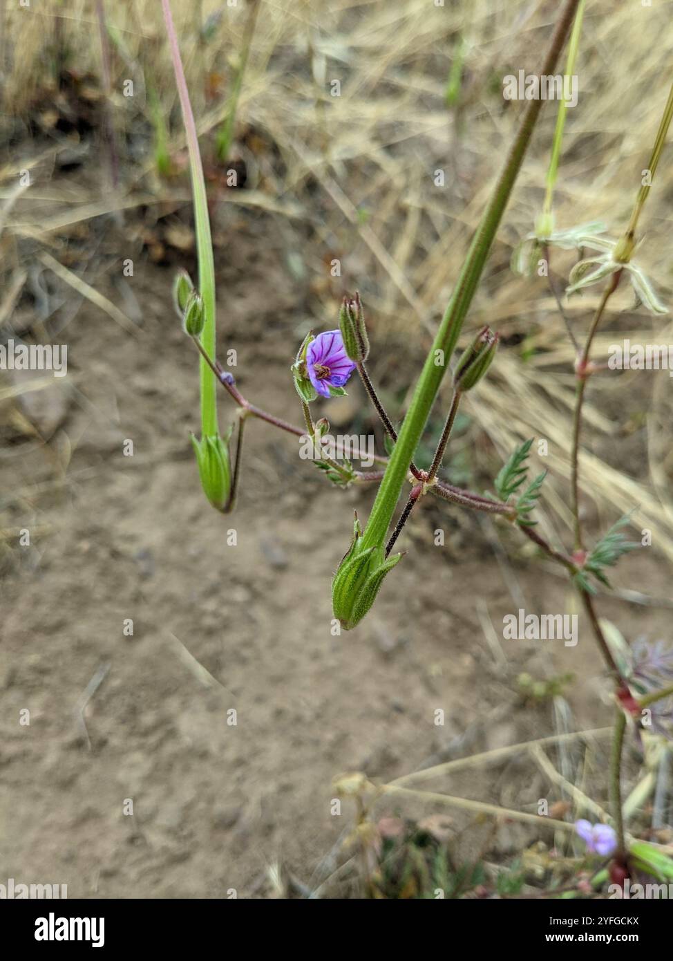 Mediterranean Stork's-bill (Erodium botrys Stock Photo - Alamy