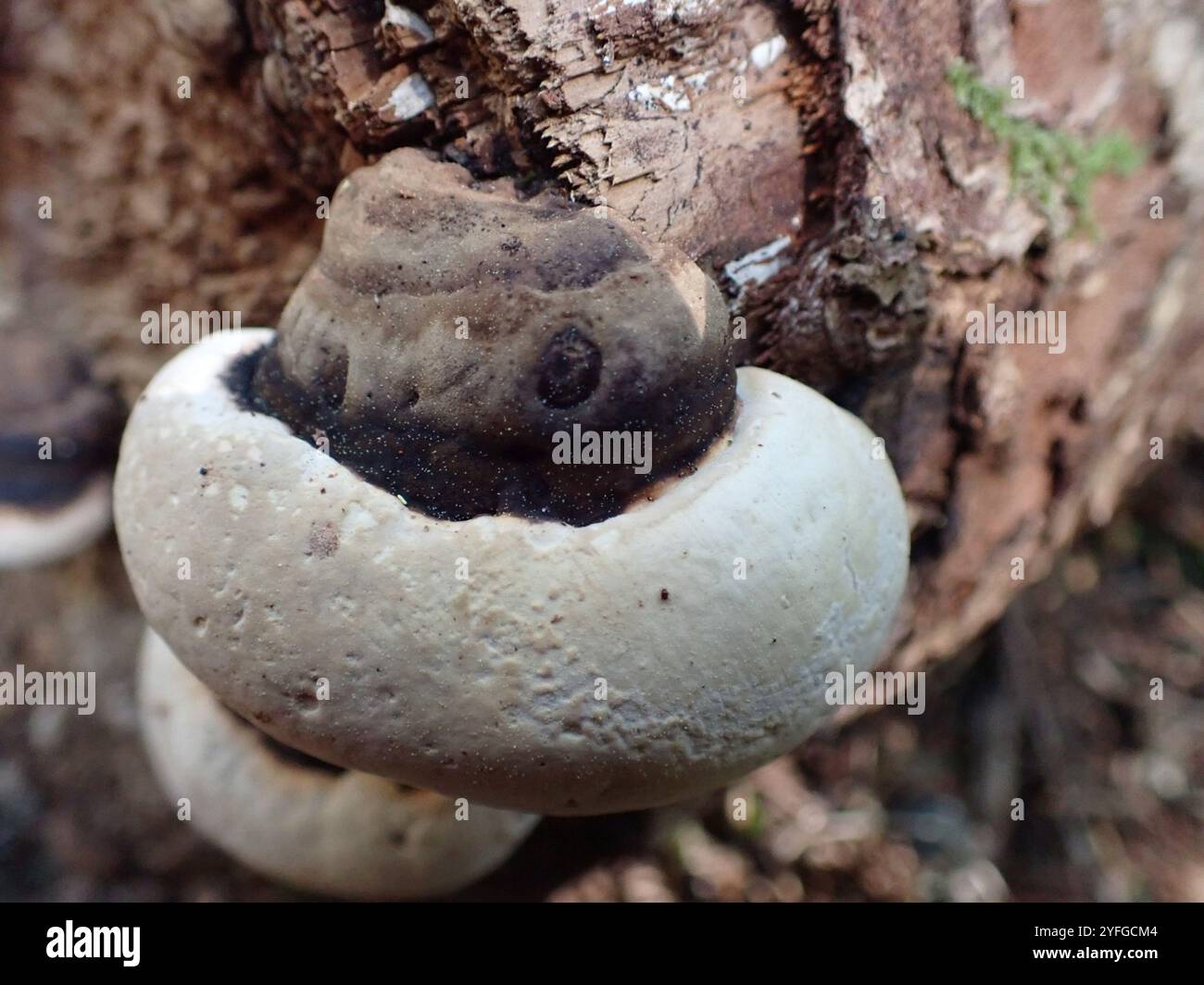 Ochre-banded Conk (Fomitopsis ochracea Stock Photo - Alamy