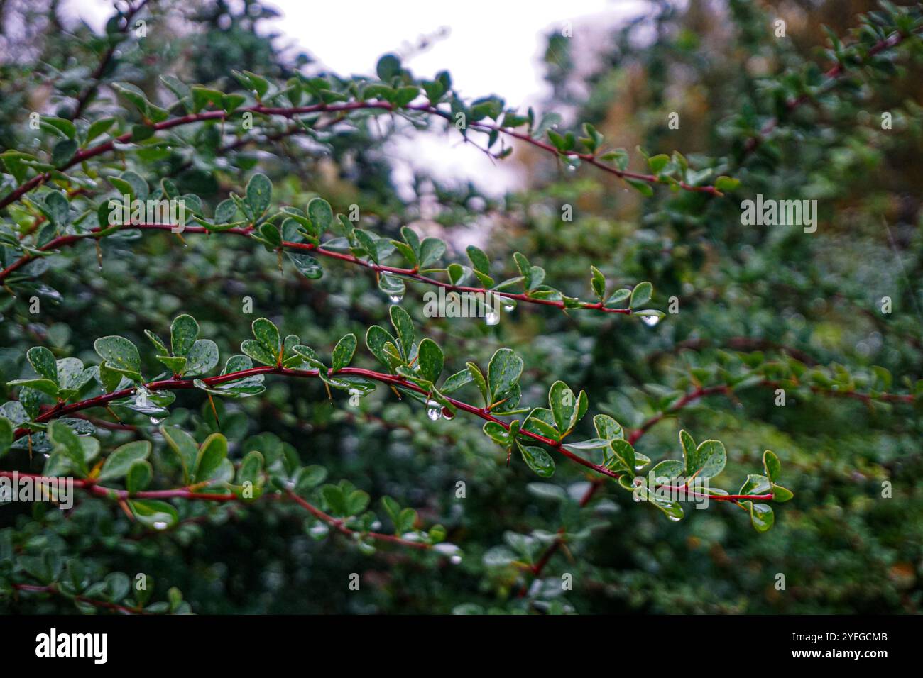 View of bush during rainy day Stock Photo - Alamy
