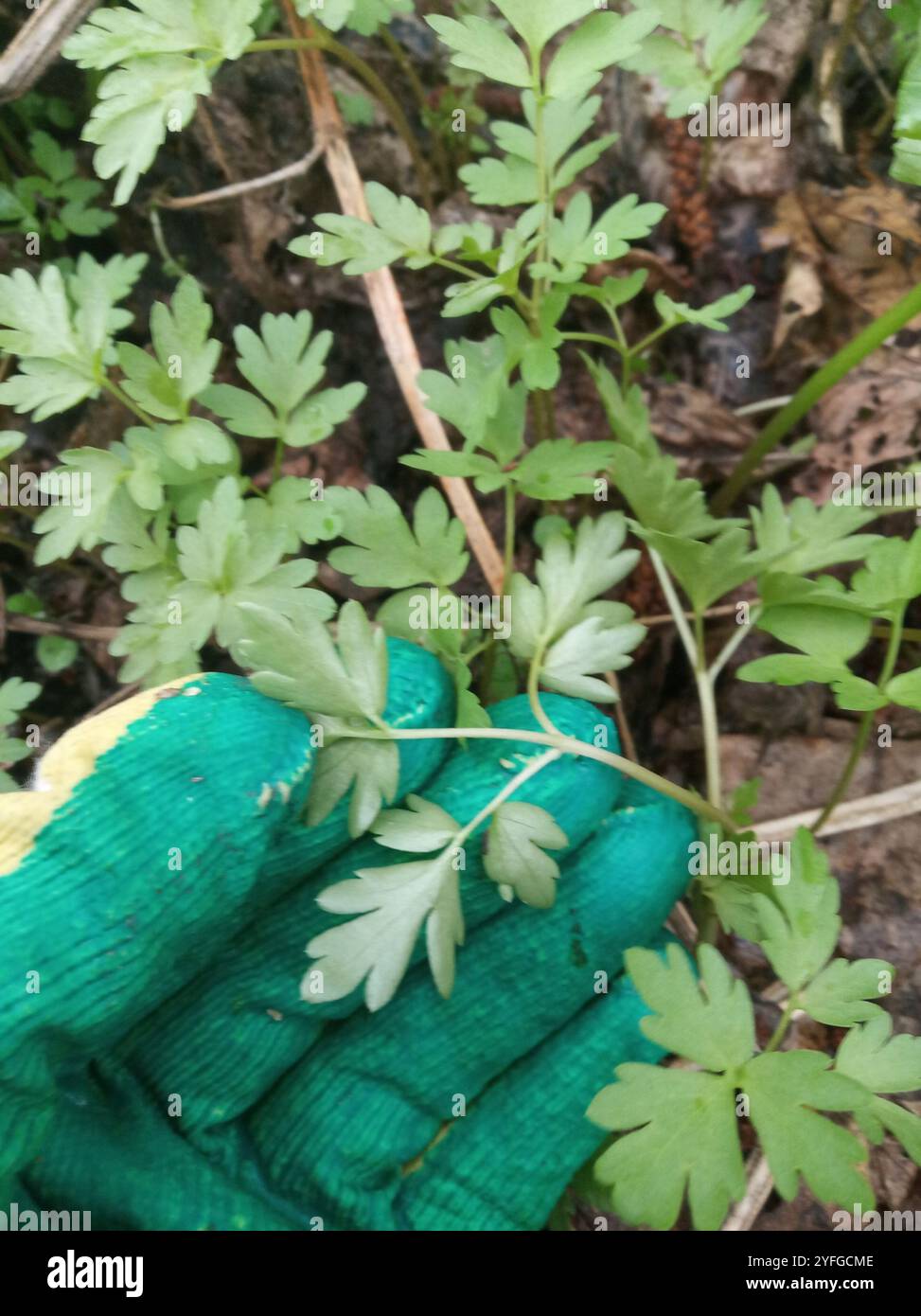 Moschatel (Adoxa moschatellina Stock Photo - Alamy