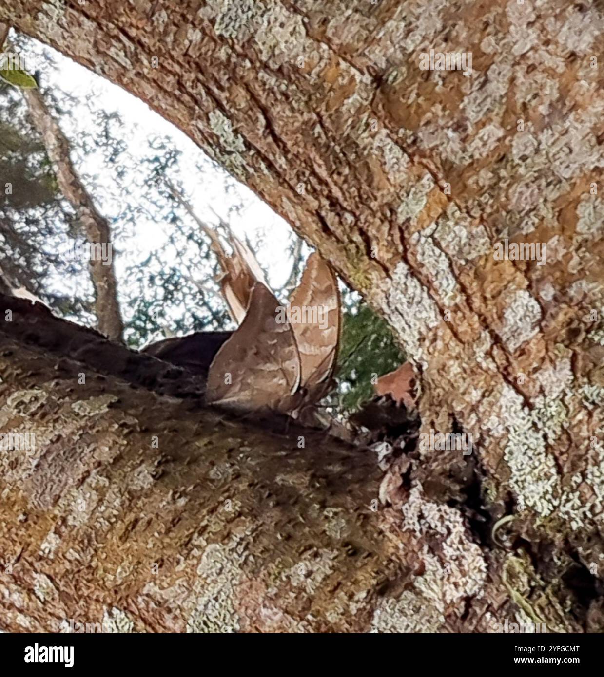 One-spotted Prepona (Archaeoprepona demophon Stock Photo - Alamy