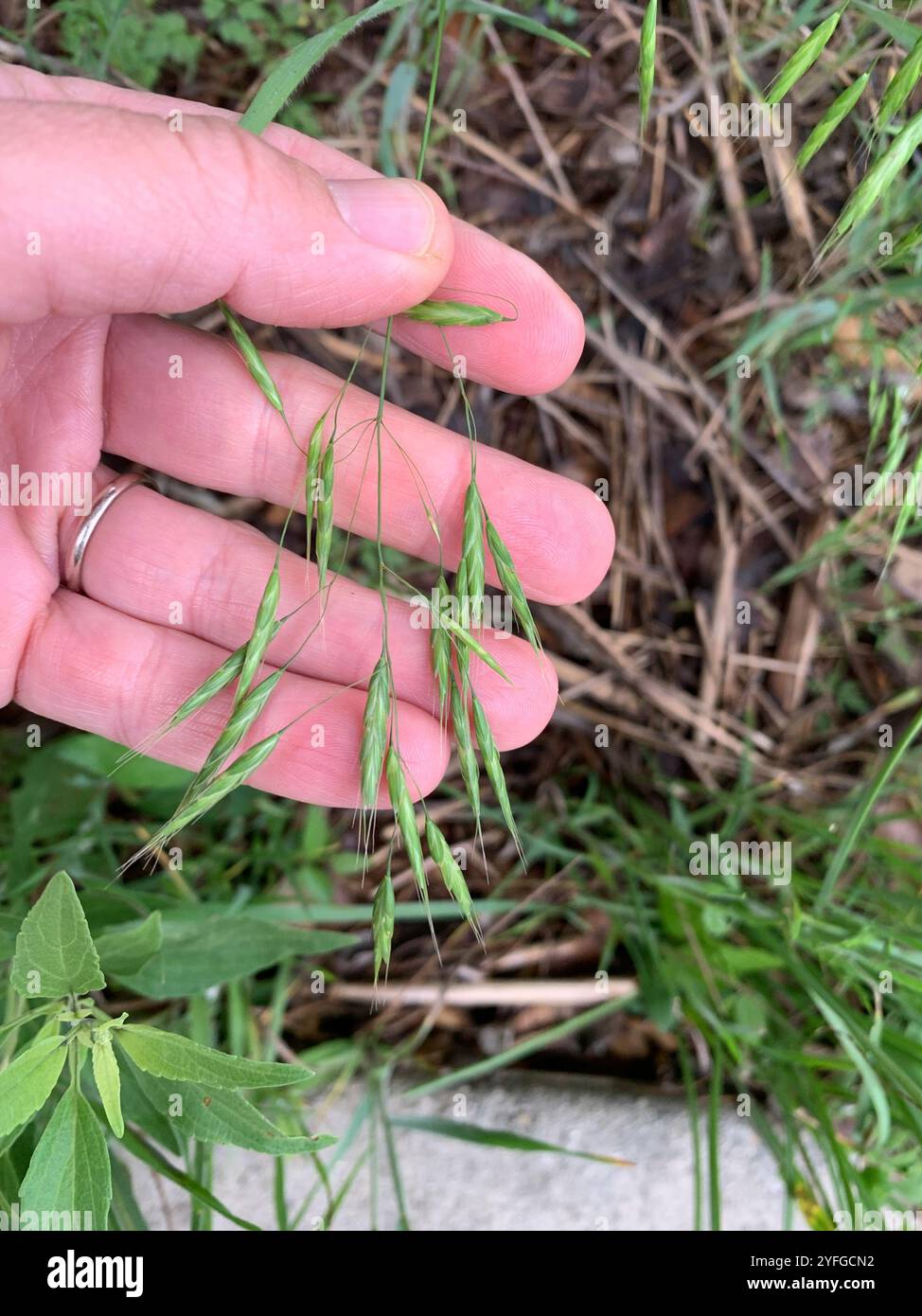 Japanese brome (Bromus japonicus Stock Photo - Alamy
