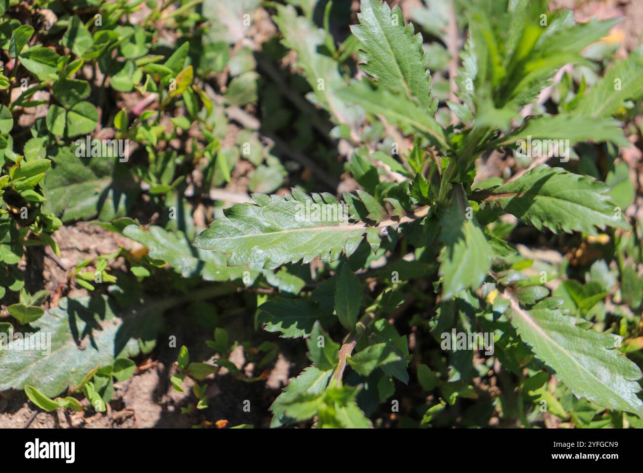 Virginia pepperweed (Lepidium virginicum Stock Photo - Alamy