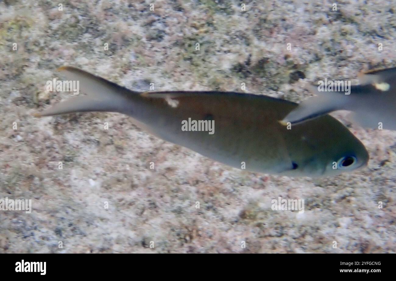 Brown Chromis (Azurina multilineata Stock Photo - Alamy