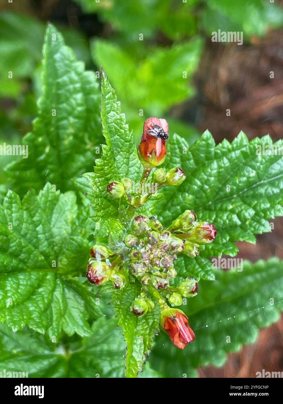 California beeplant (Scrophularia californica Stock Photo - Alamy