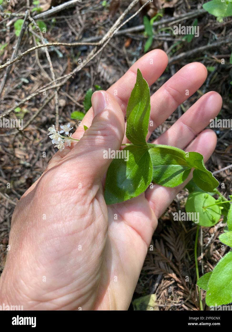 modesty (Whipplea modesta Stock Photo - Alamy