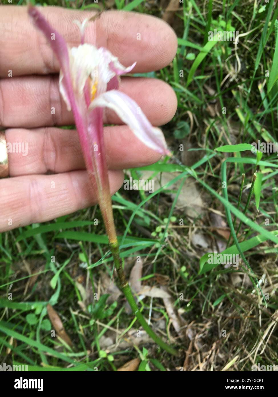 Atamasco Lily (Zephyranthes atamasco Stock Photo - Alamy