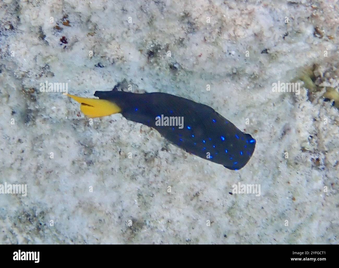 Yellowtail Damselfish (Microspathodon chrysurus Stock Photo - Alamy