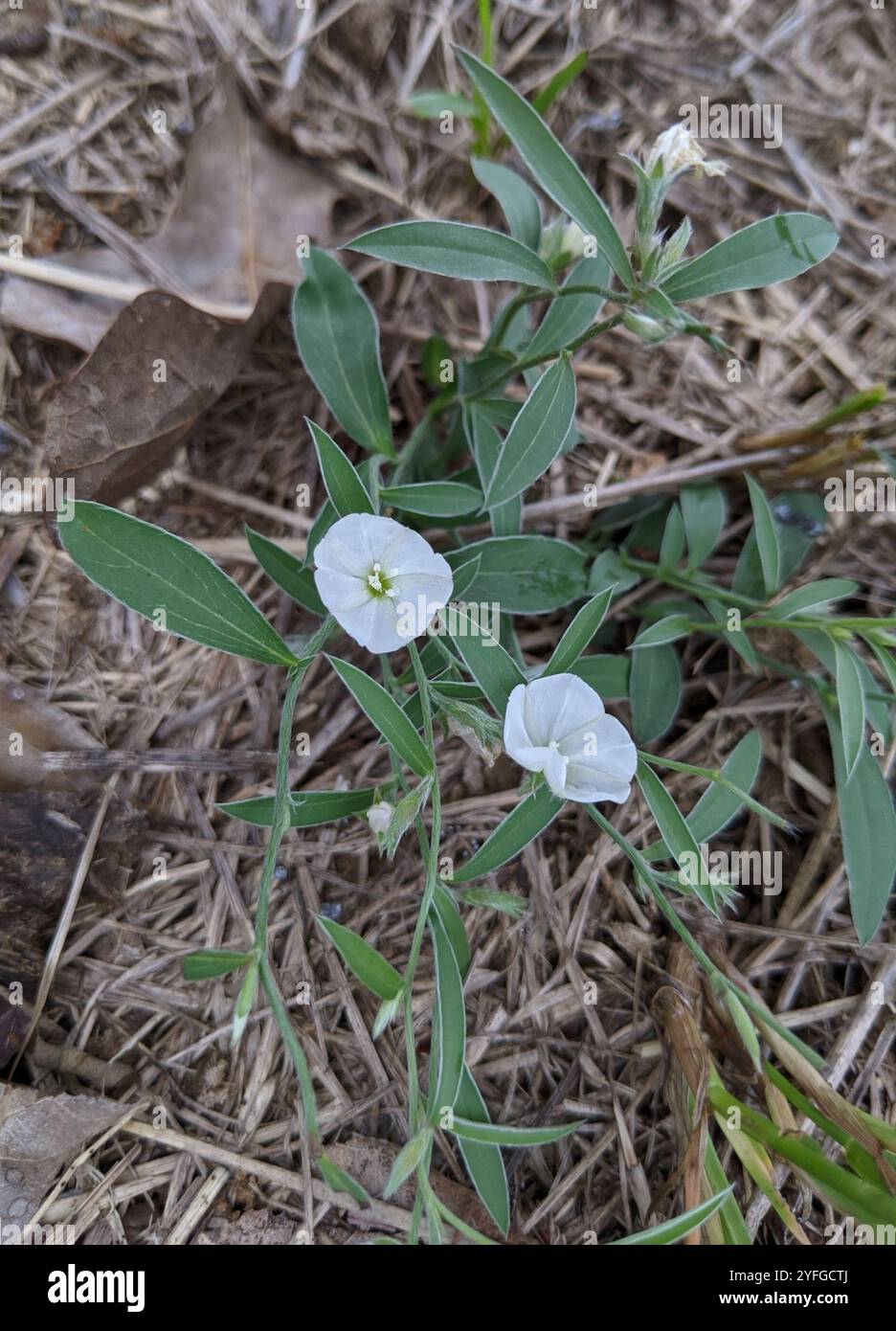 silky evolvulus (Evolvulus sericeus Stock Photo - Alamy