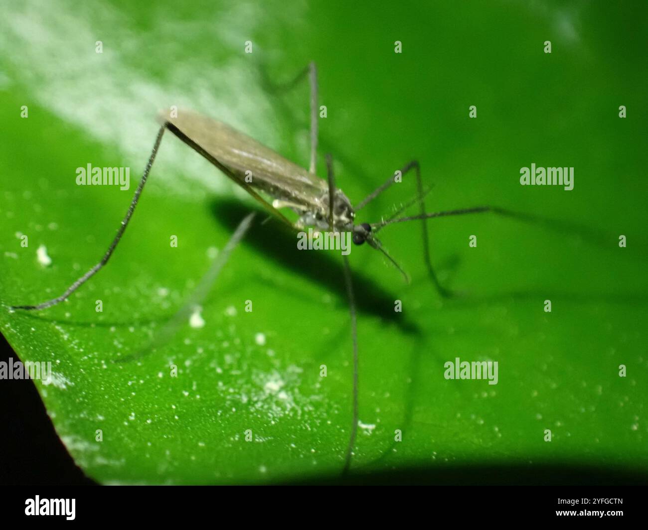 Crane Flies (Tipulomorpha Stock Photo - Alamy