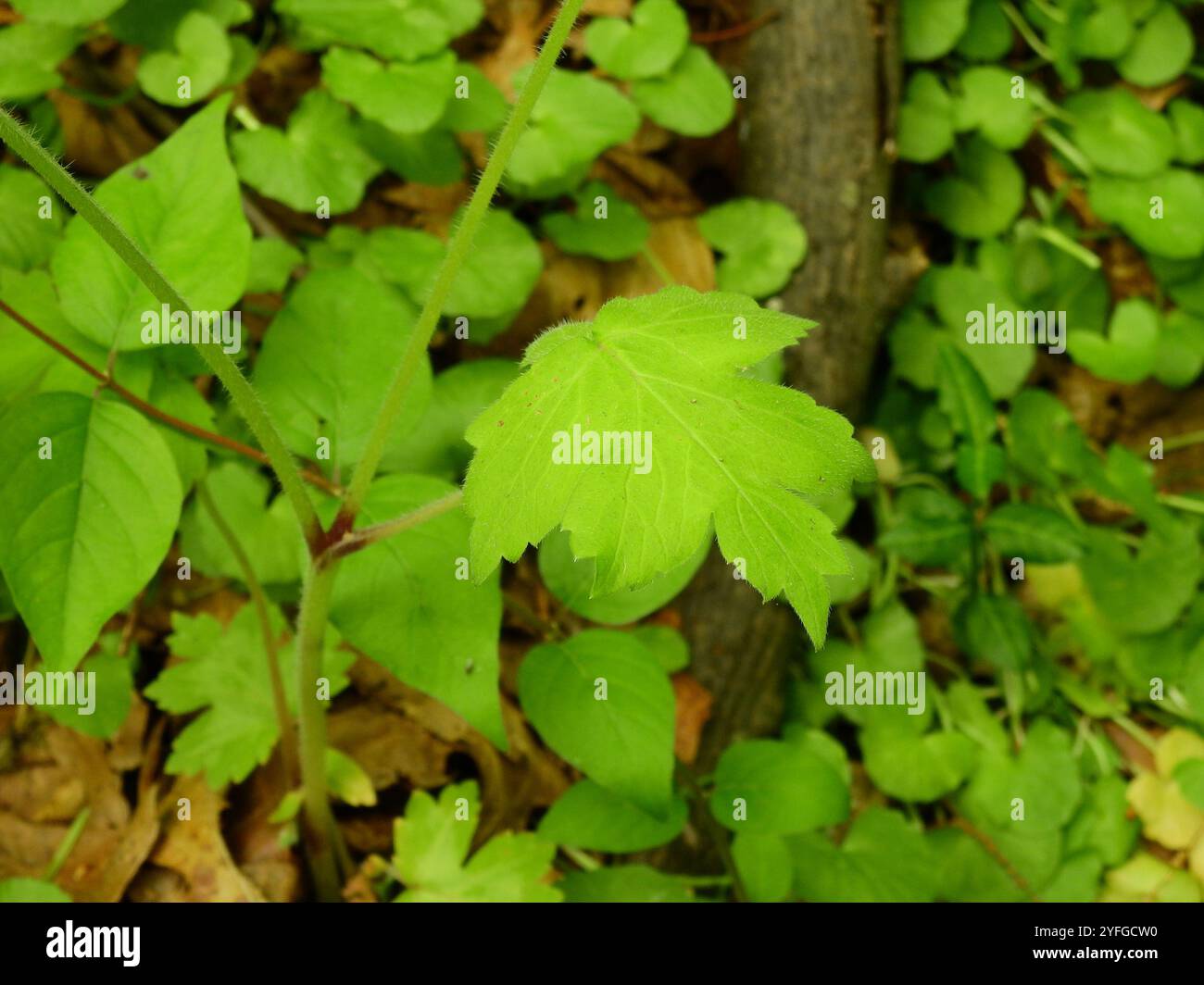 great waterleaf (Hydrophyllum appendiculatum Stock Photo - Alamy