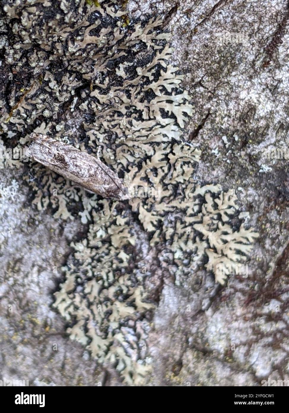 rosette lichens, frost lichens, and allies (Physciaceae Stock Photo - Alamy