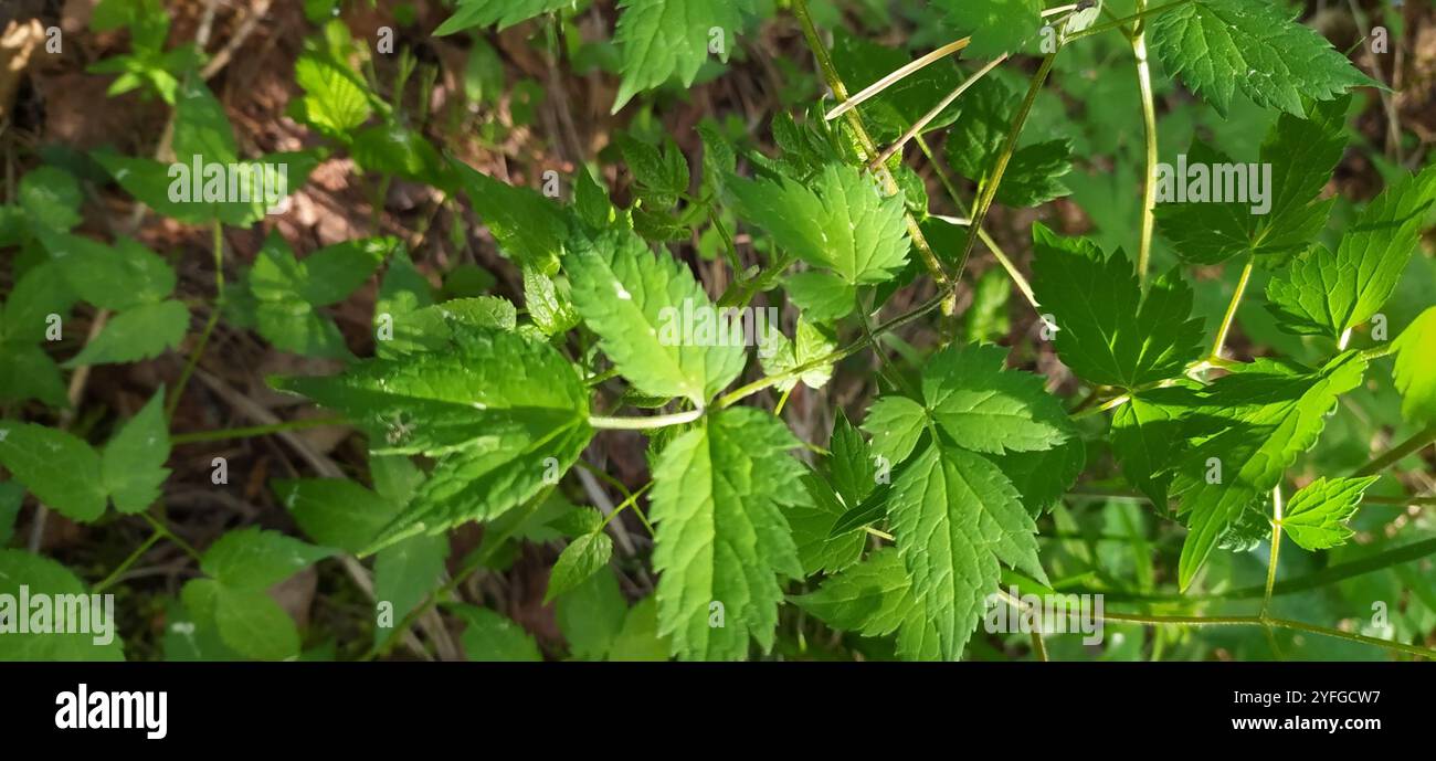 Eurasian baneberry (Actaea spicata Stock Photo - Alamy