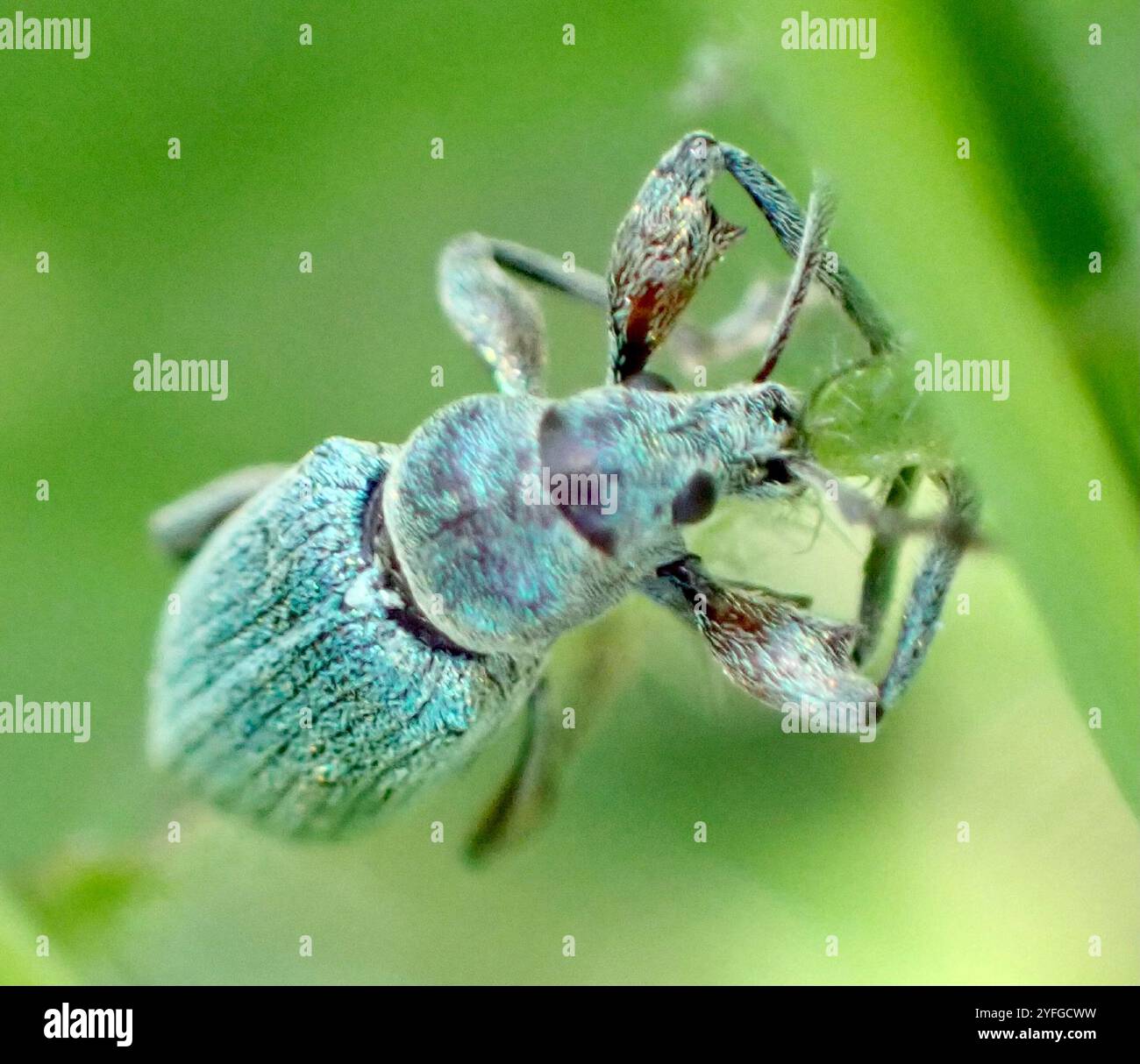 Nettle weevil (Phyllobius pomaceus Stock Photo - Alamy