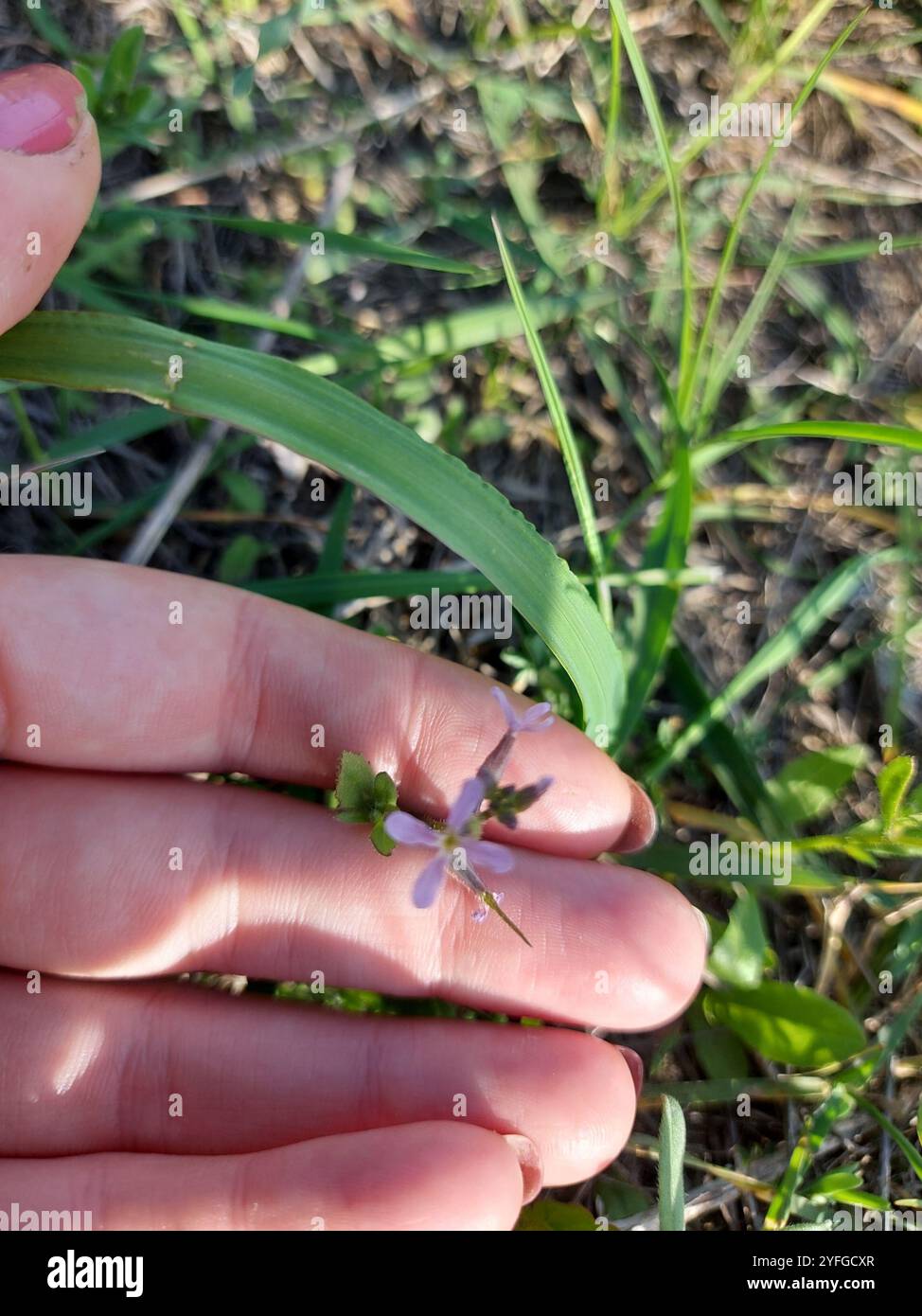 crossflower (Chorispora tenella Stock Photo - Alamy