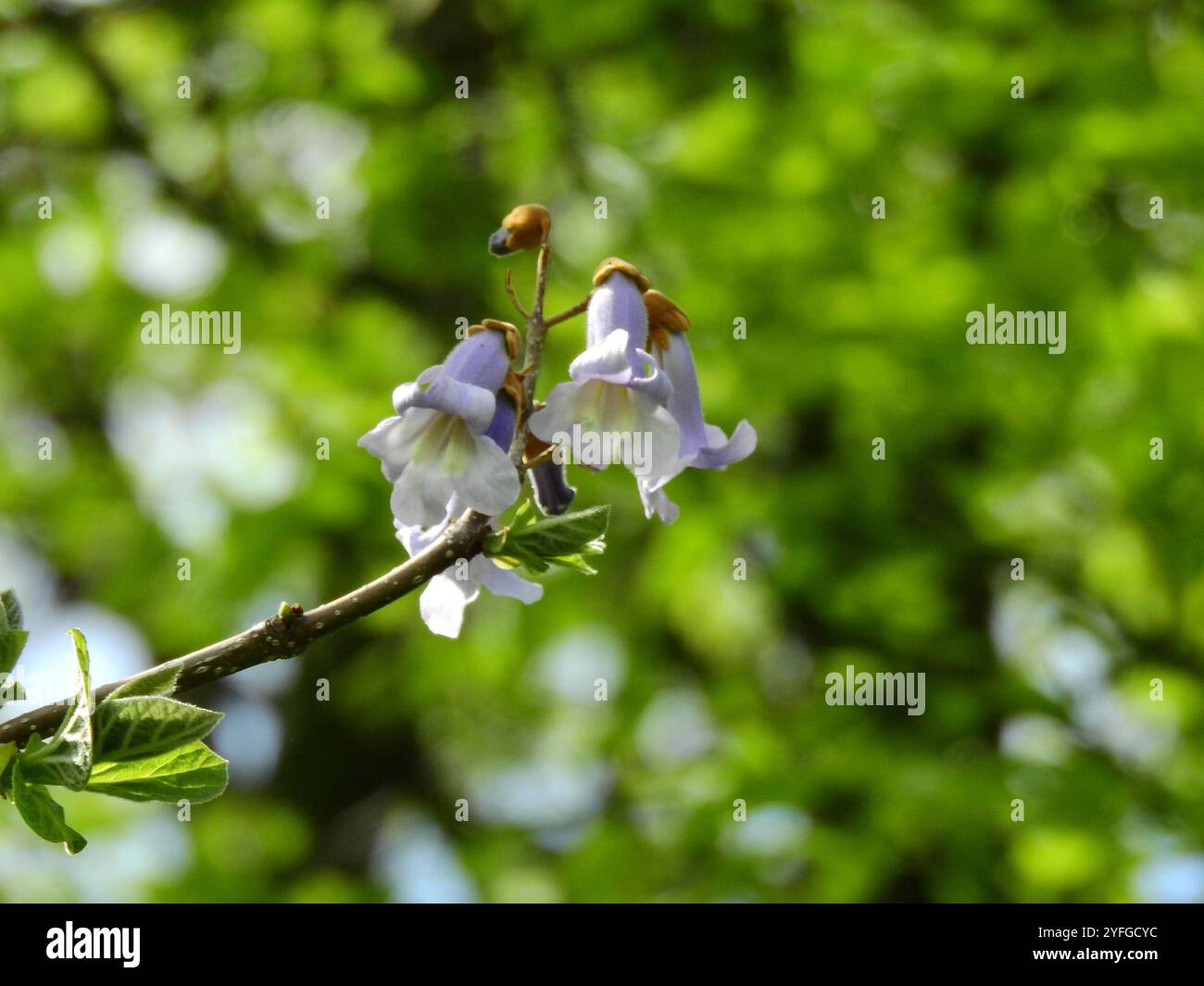 princess tree (Paulownia tomentosa Stock Photo - Alamy