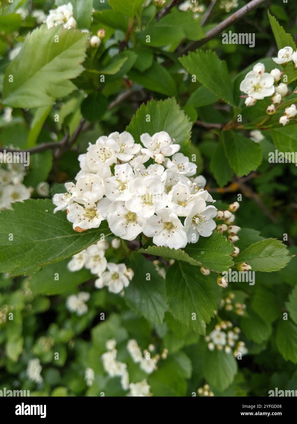 Black Hawthorn (Crataegus douglasii Stock Photo - Alamy