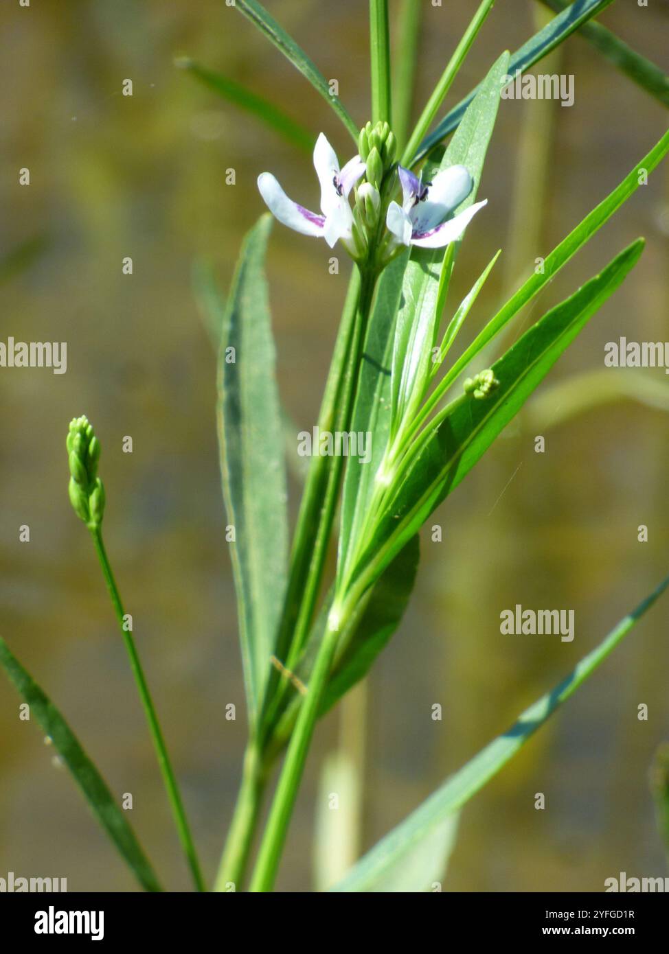 American water-willow (Justicia americana Stock Photo - Alamy