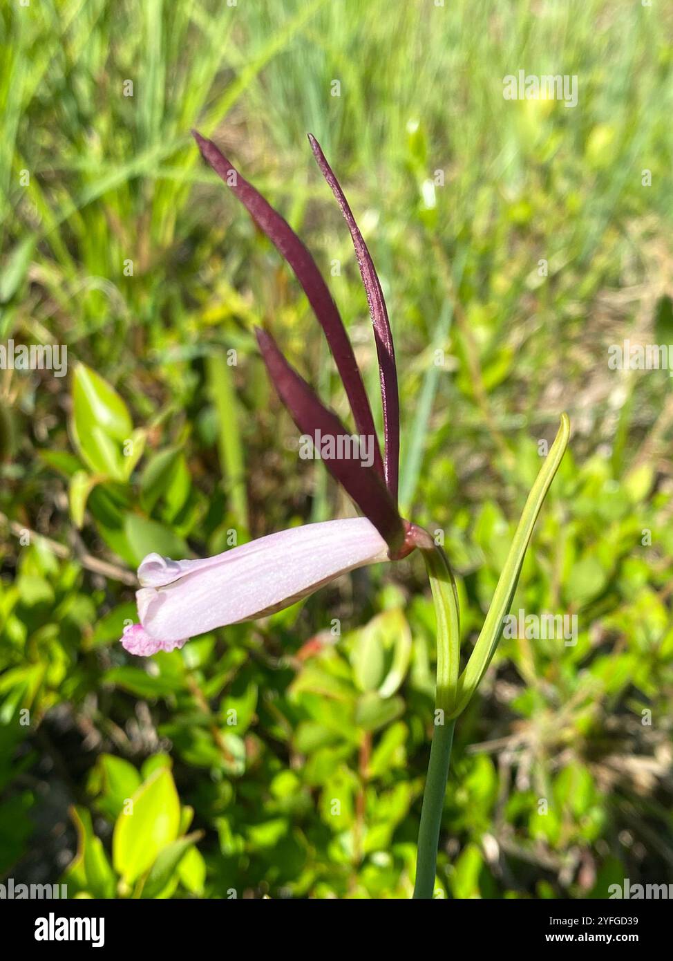 Small Coastal Plain Spreading Pogonia (Cleistesiopsis oricamporum Stock ...
