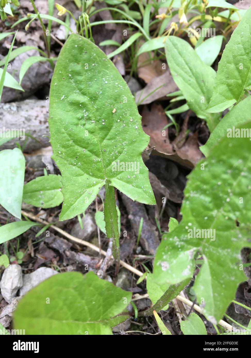 nodding rattlesnake root (Nabalus crepidineus Stock Photo - Alamy