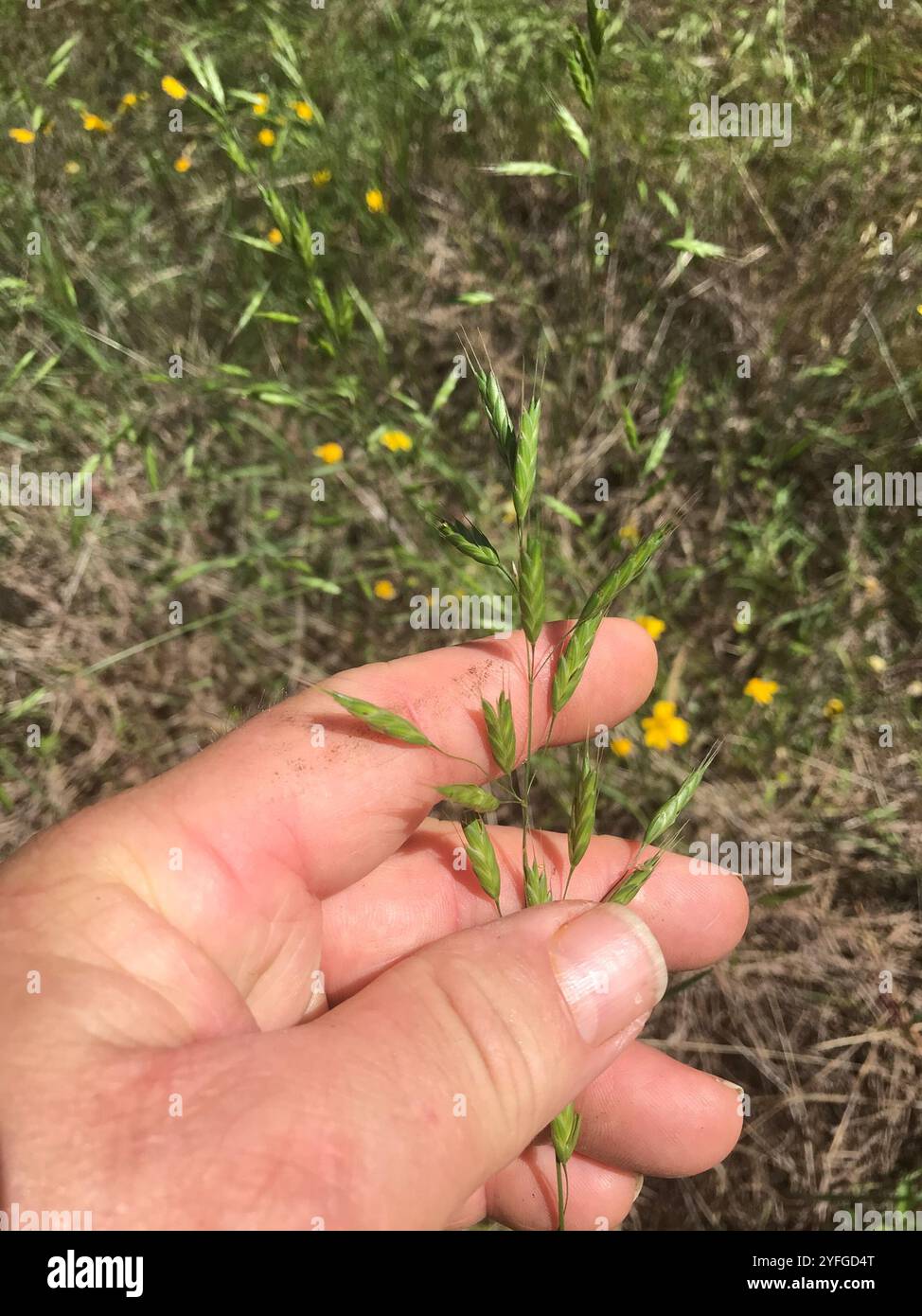 Japanese brome (Bromus japonicus Stock Photo - Alamy