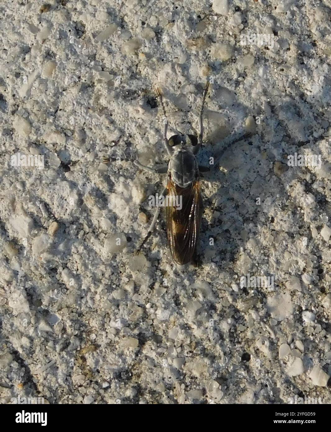 Three-banded Robber Fly (Stichopogon trifasciatus Stock Photo - Alamy