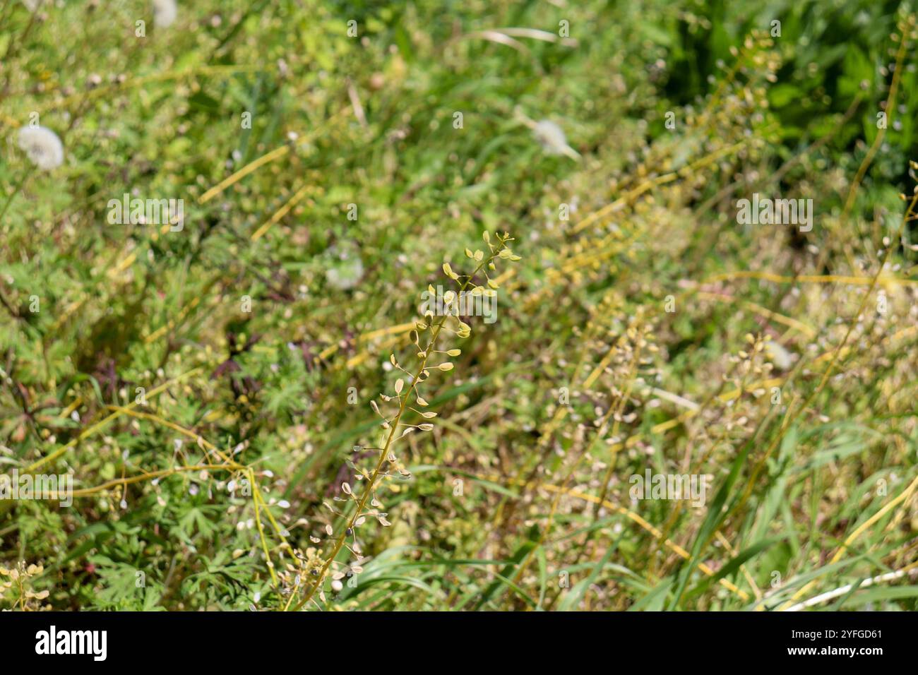 garlic penny-cress (Mummenhoffia alliacea Stock Photo - Alamy