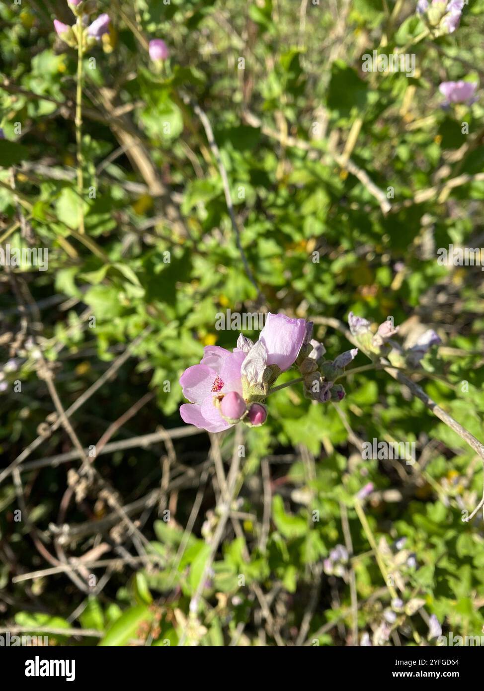 southern coastal bushmallow (Malacothamnus fasciculatus Stock Photo - Alamy