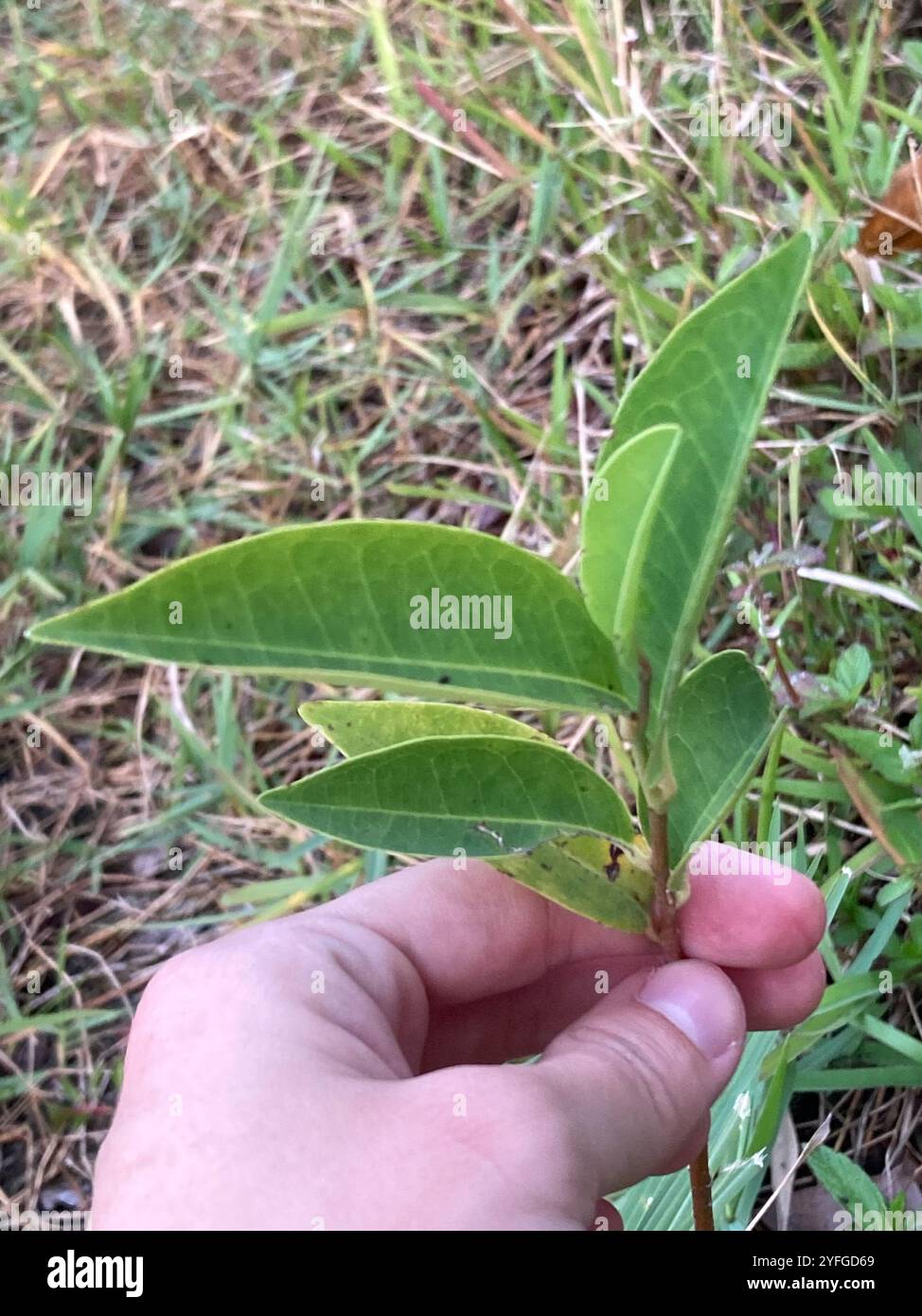 Pond Apple (Annona glabra Stock Photo - Alamy