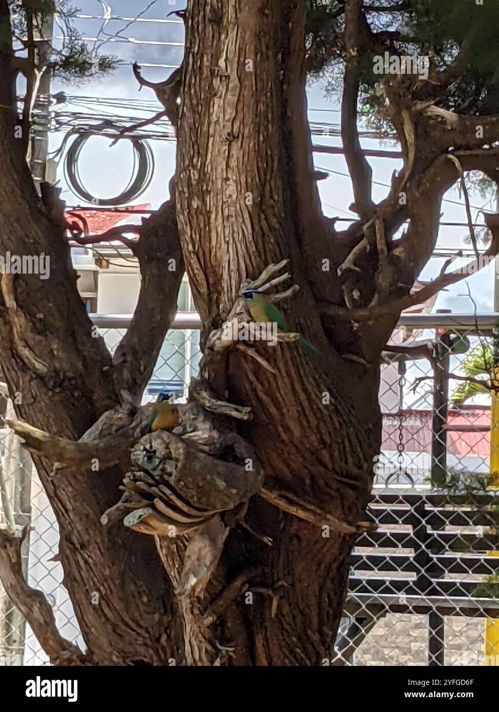 Lesson's Motmot (Momotus lessonii Stock Photo - Alamy