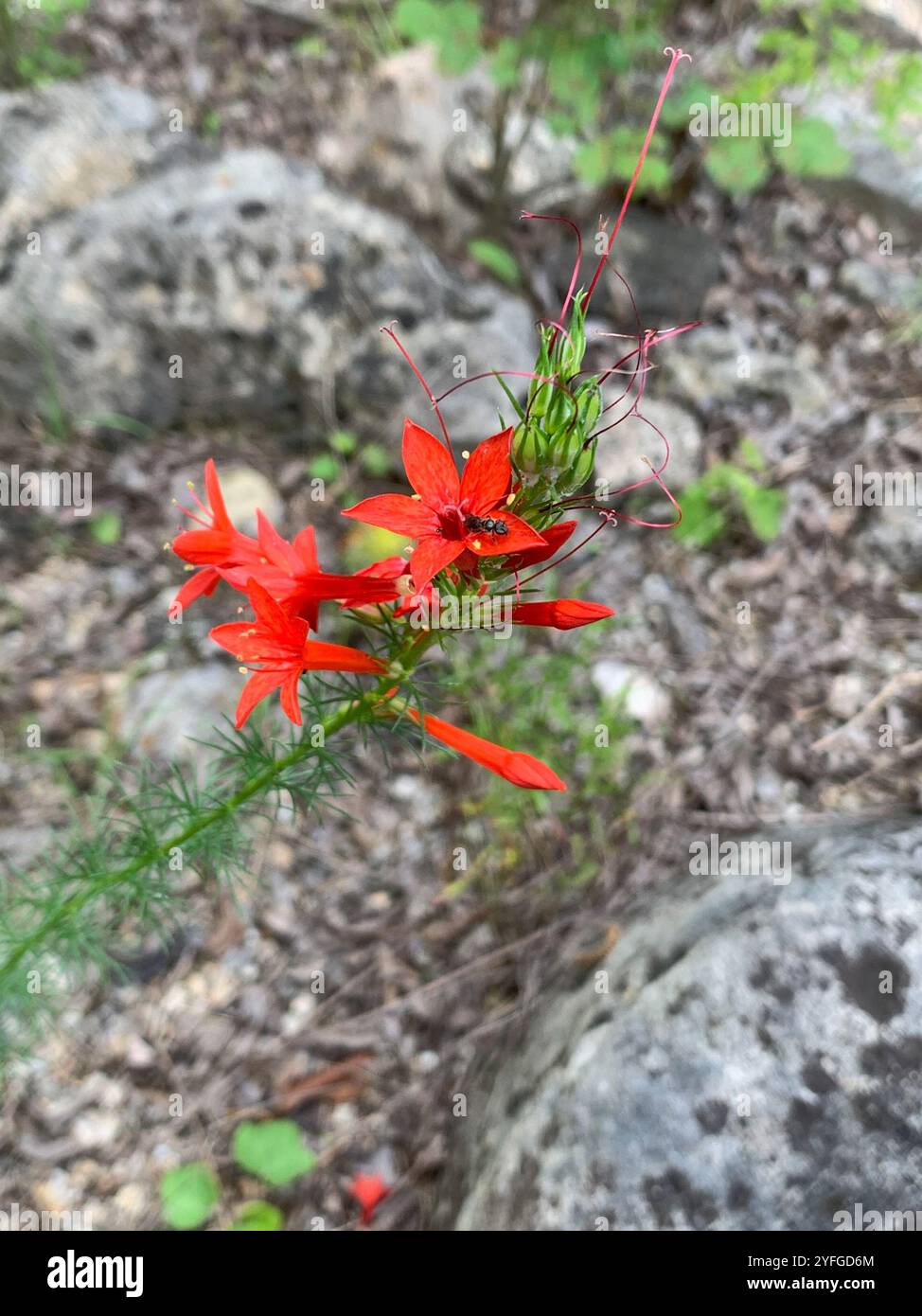 standing cypress (Ipomopsis rubra Stock Photo - Alamy