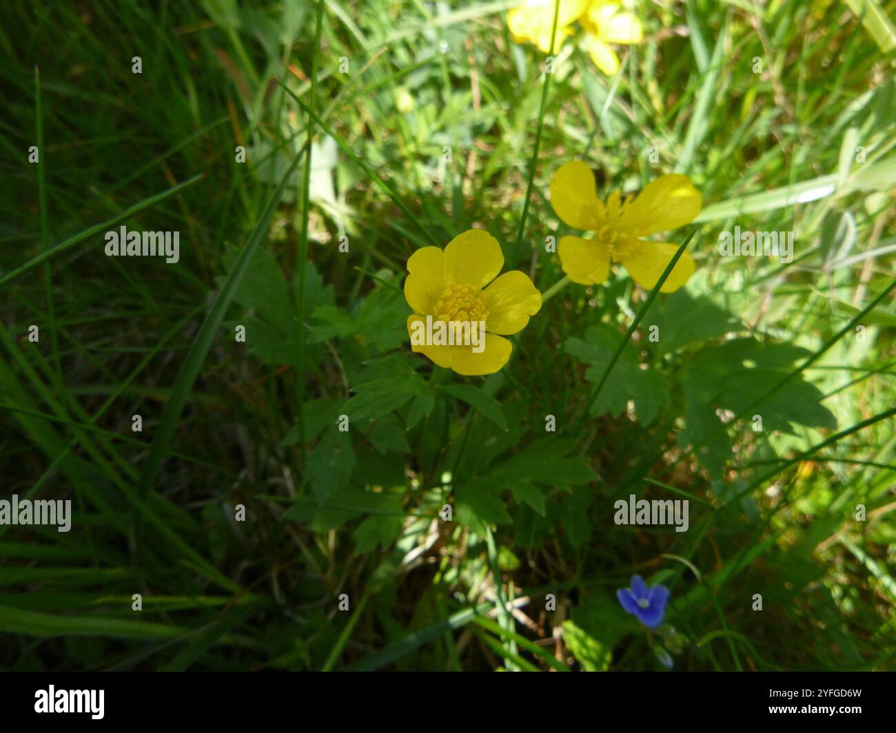 Creeping buttercup (Ranunculus repens Stock Photo - Alamy