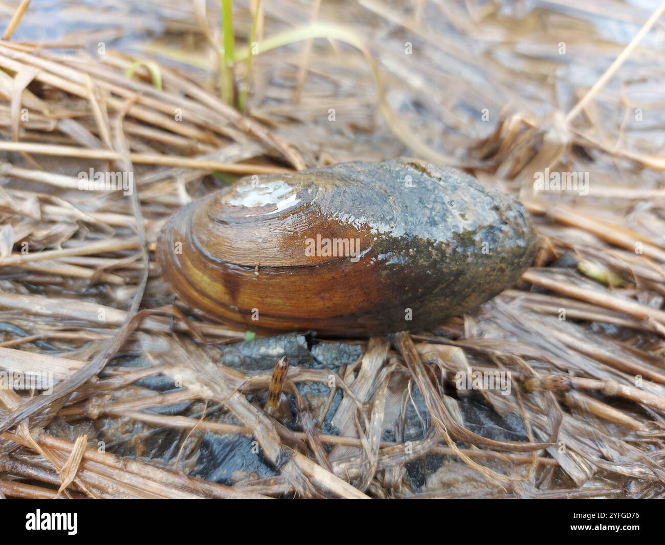 Lake Floater (Pyganodon lacustris Stock Photo - Alamy