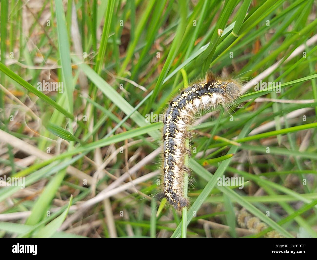 Drinker Moth (Euthrix potatoria Stock Photo - Alamy