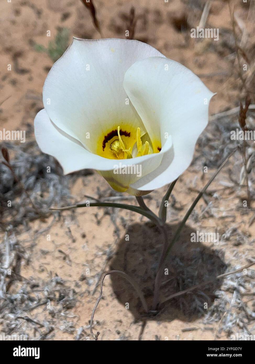 Sego lily calochortus nuttallii hi-res stock photography and images - Alamy