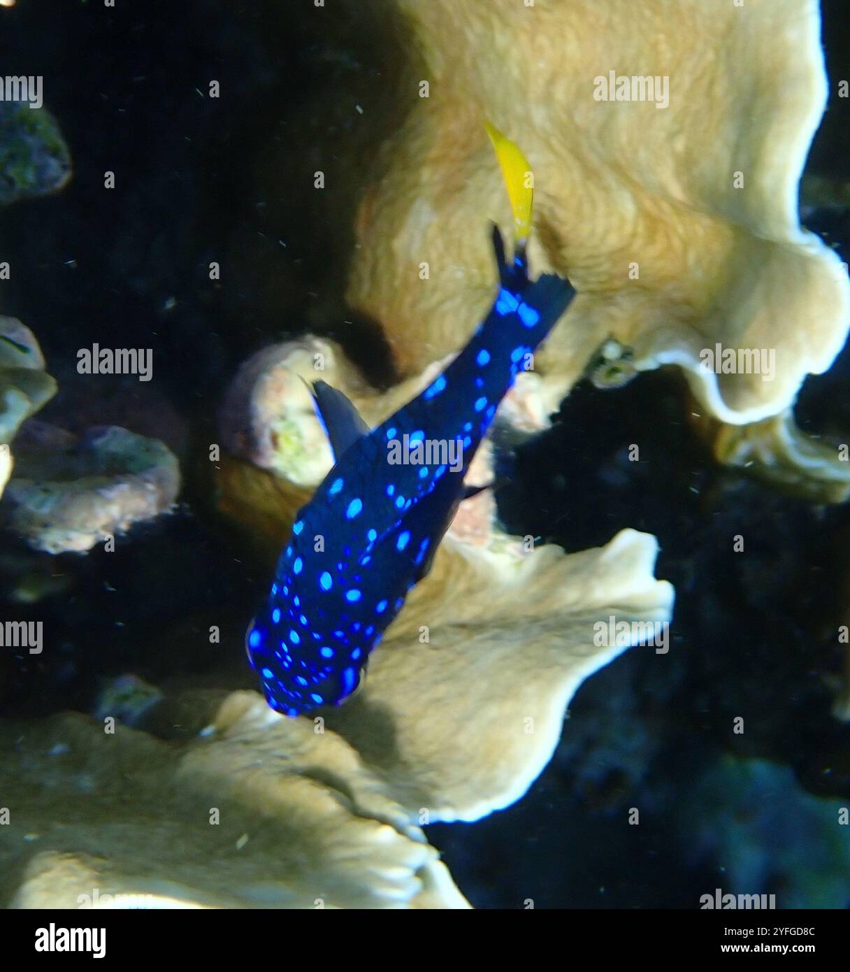 Yellowtail Damselfish (Microspathodon chrysurus Stock Photo - Alamy