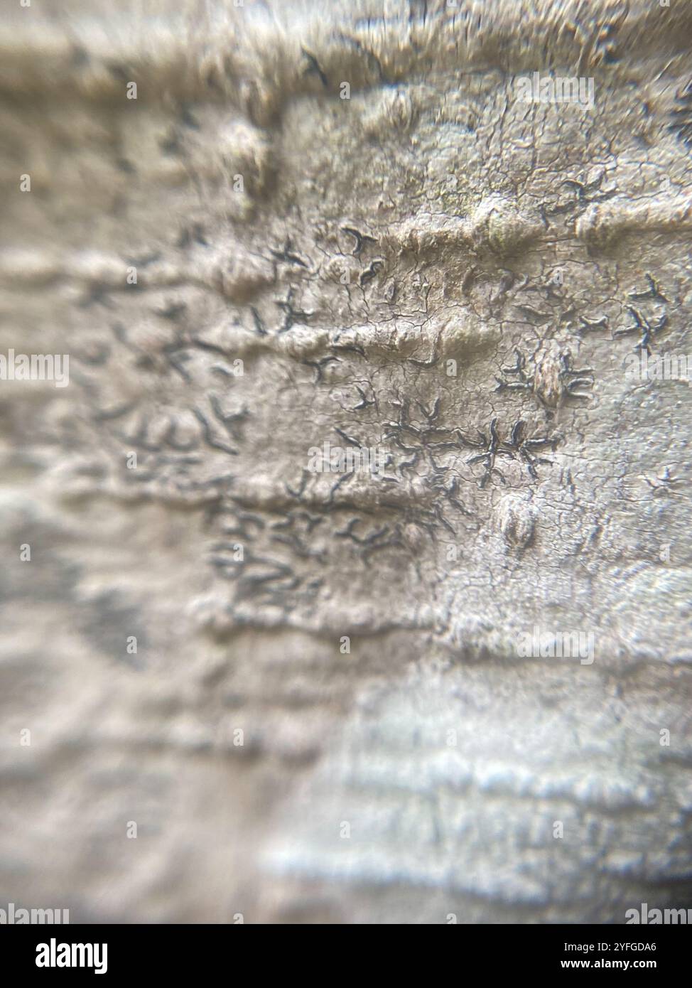 Common Script Lichen (Graphis scripta Stock Photo - Alamy