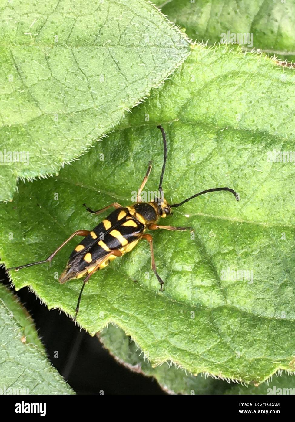 Zebra Longhorn Beetle (Typocerus zebra Stock Photo - Alamy