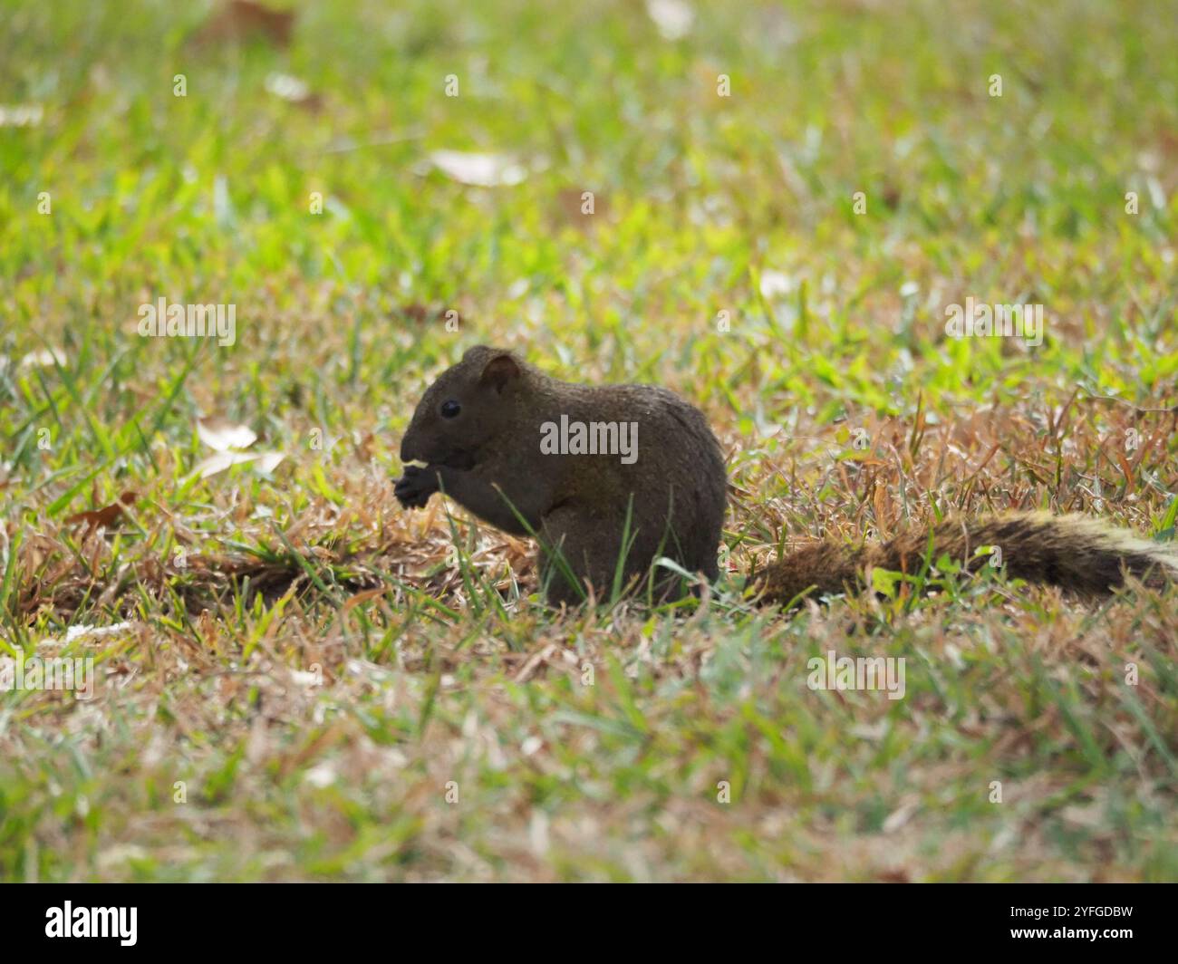Taiwan Squirrel (Callosciurus erythraeus thaiwanensis Stock Photo - Alamy