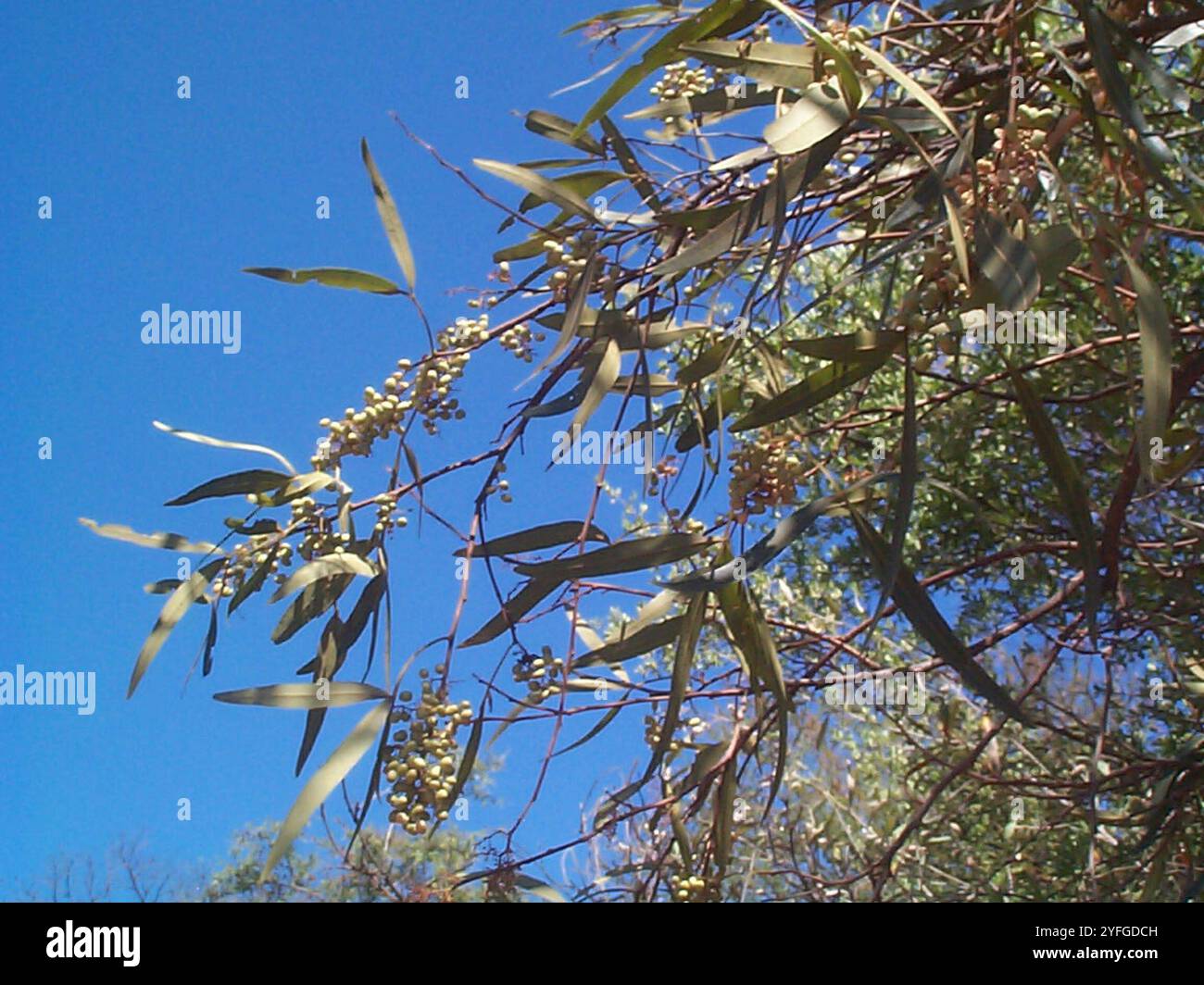african sumac (Searsia lancea Stock Photo - Alamy