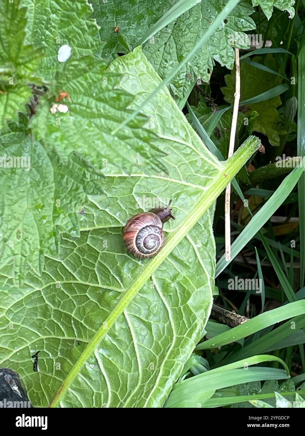 Copse Snail (Arianta arbustorum Stock Photo - Alamy