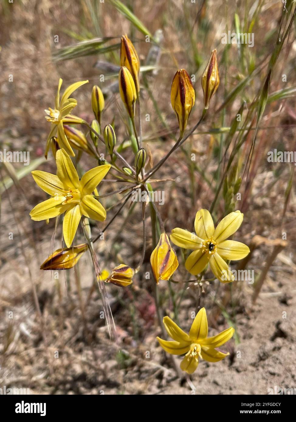 golden brodiaea (Triteleia ixioides ixioides Stock Photo - Alamy