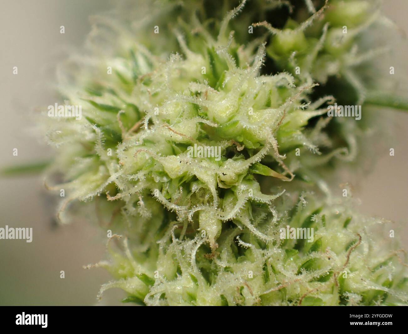 spiny amaranth (Amaranthus spinosus Stock Photo - Alamy