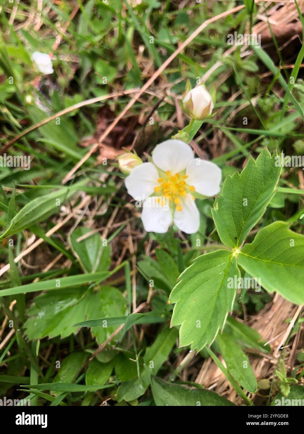 Virginia strawberry (Fragaria virginiana Stock Photo - Alamy