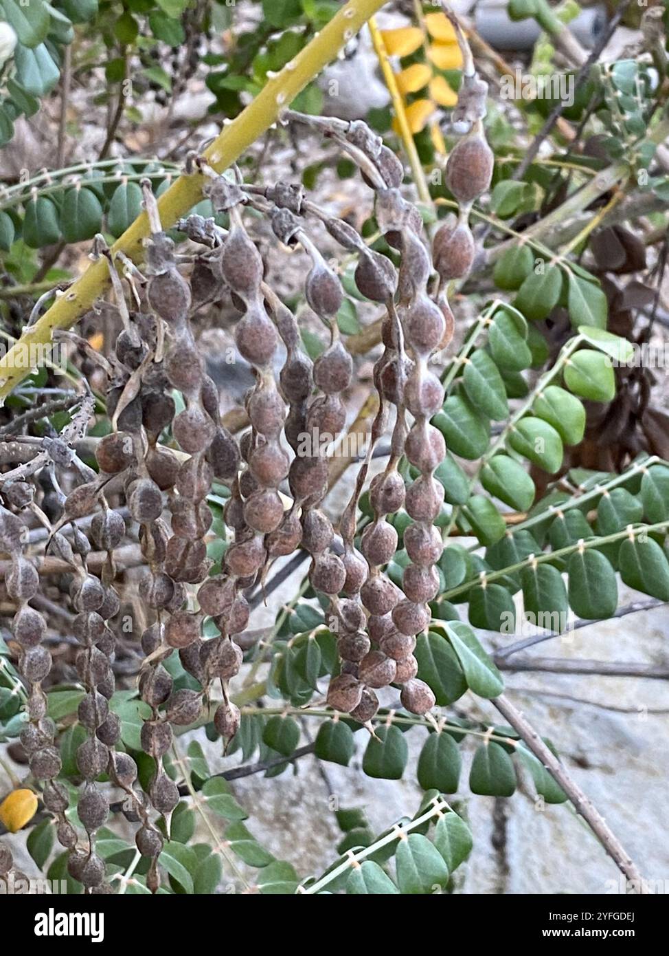 Necklace pod (Sophora tomentosa Stock Photo - Alamy