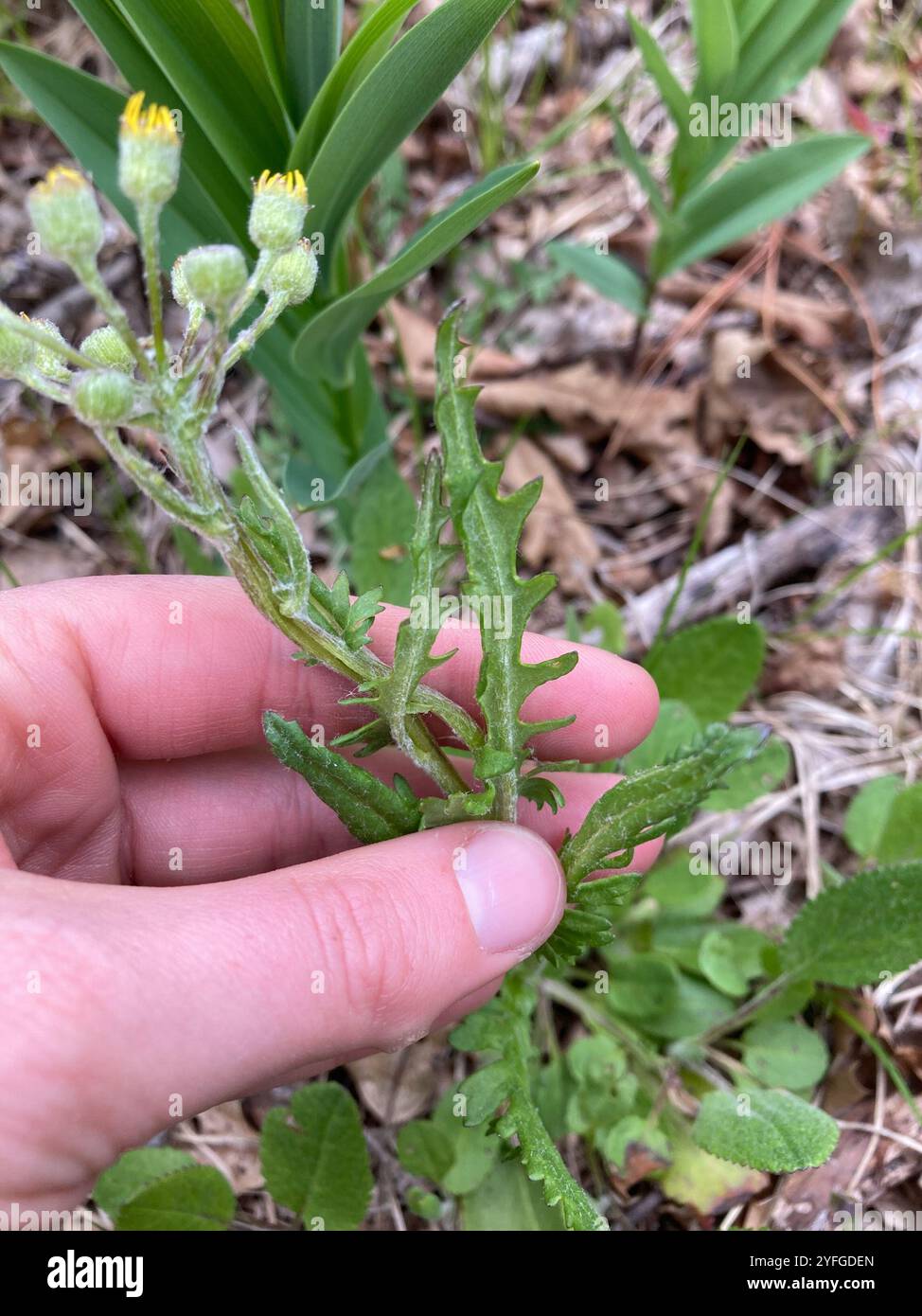 Balsam ragwort hi-res stock photography and images - Alamy