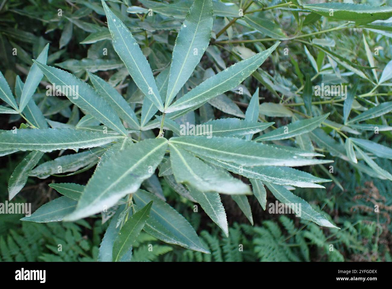 Witels (Platylophus trifoliatus Stock Photo - Alamy